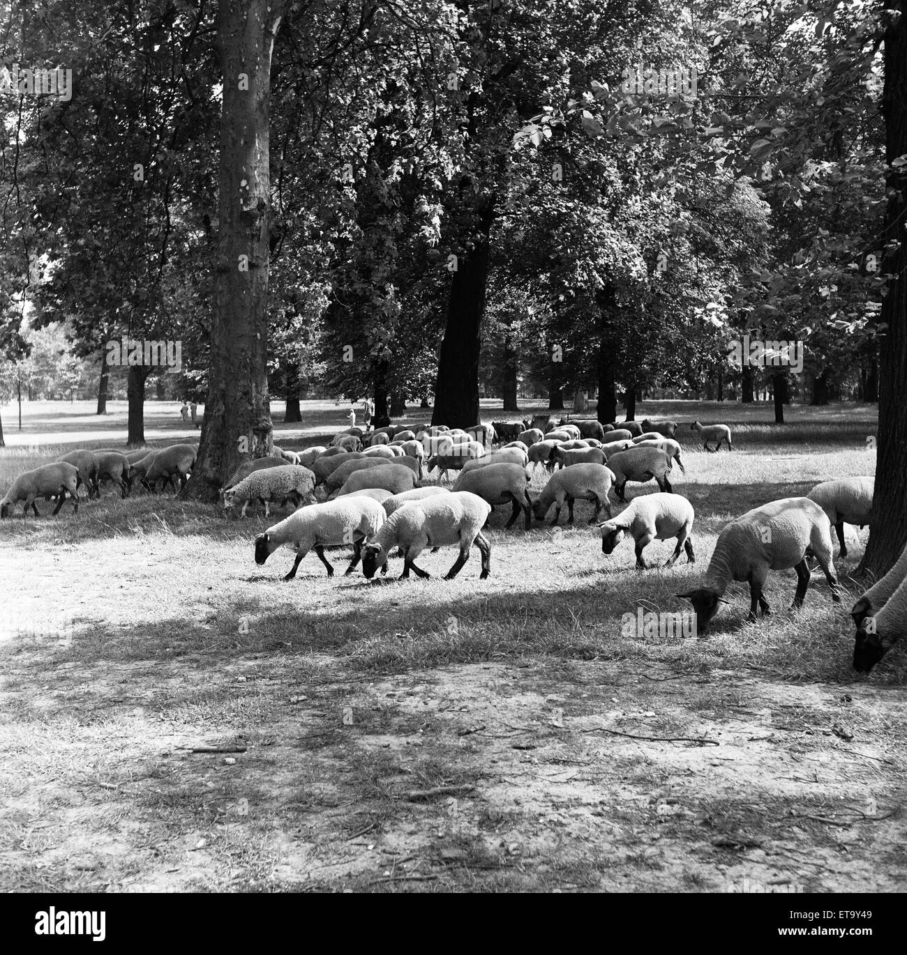 Sheep grazing in Hyde Park, London. 2nd August 1954 Stock Photo - Alamy