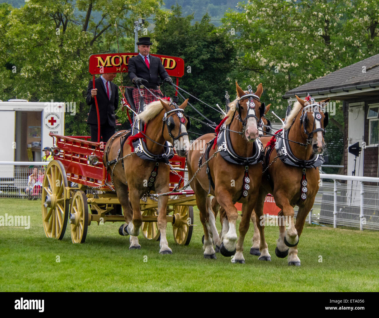 Malvern, Worcs, UK. 12th June 2015. Heavy horse display at the Royal ...