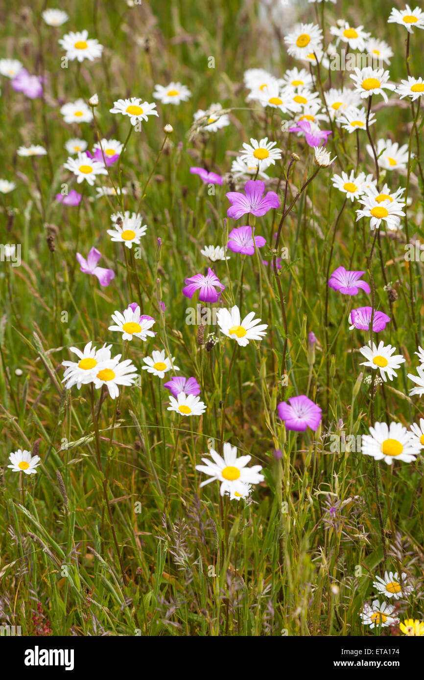 Oxeye daisies and Corn Cockle wild flowers growing in summer at ...
