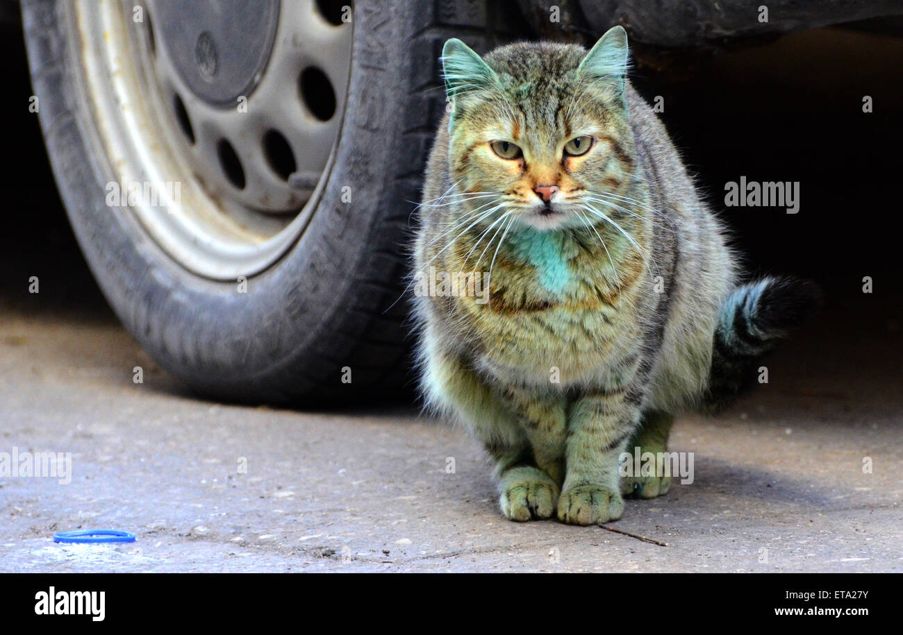 Bulgaria's famous green cat has managed to become partially cleaned by ...