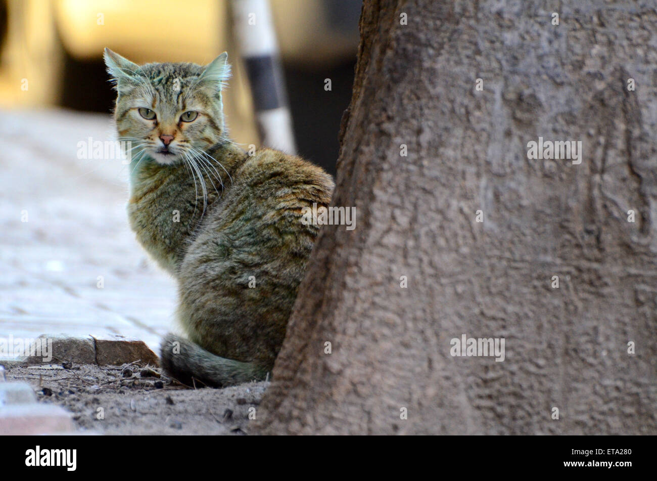 Bulgaria's famous green cat has managed to become partially cleaned by ...