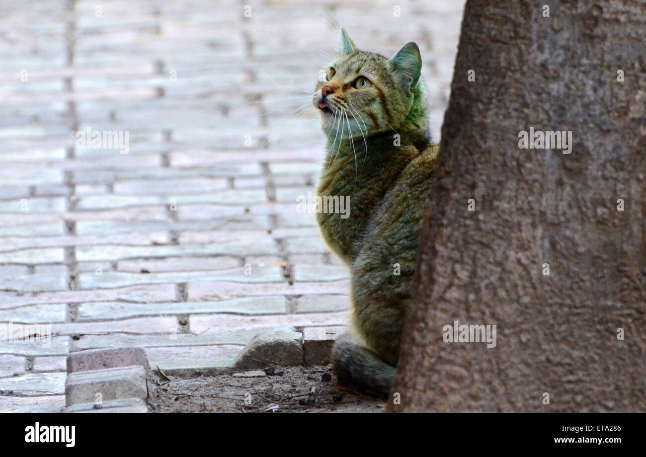 Bulgaria's famous green cat has managed to become partially cleaned by ...