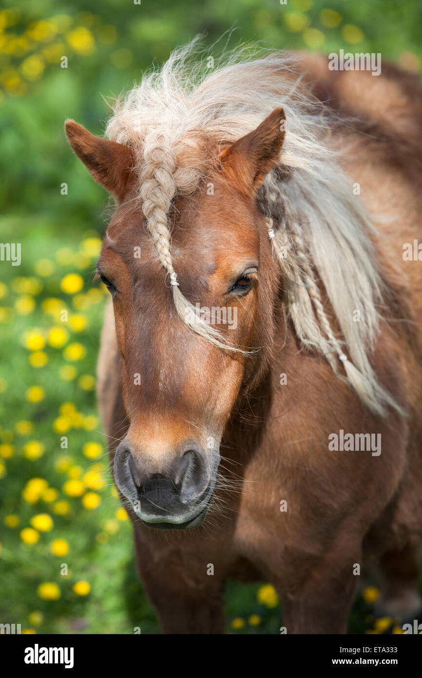 small brown pony with pigtails in spring meadow with yeoolw flowers ...