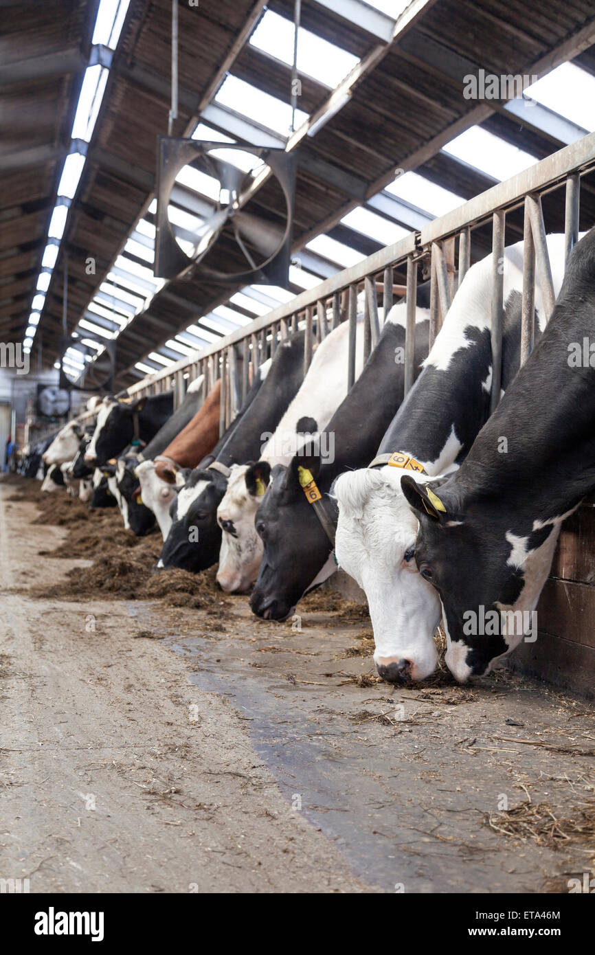 Row feed hi-res stock photography and images - Alamy