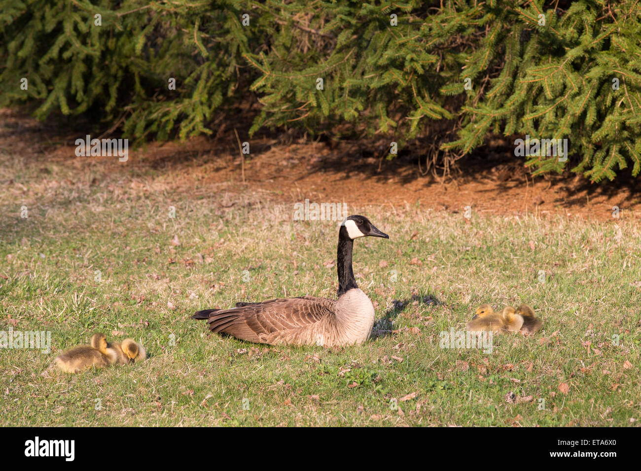 Mother bird protecting baby bird hi-res stock photography and images ...