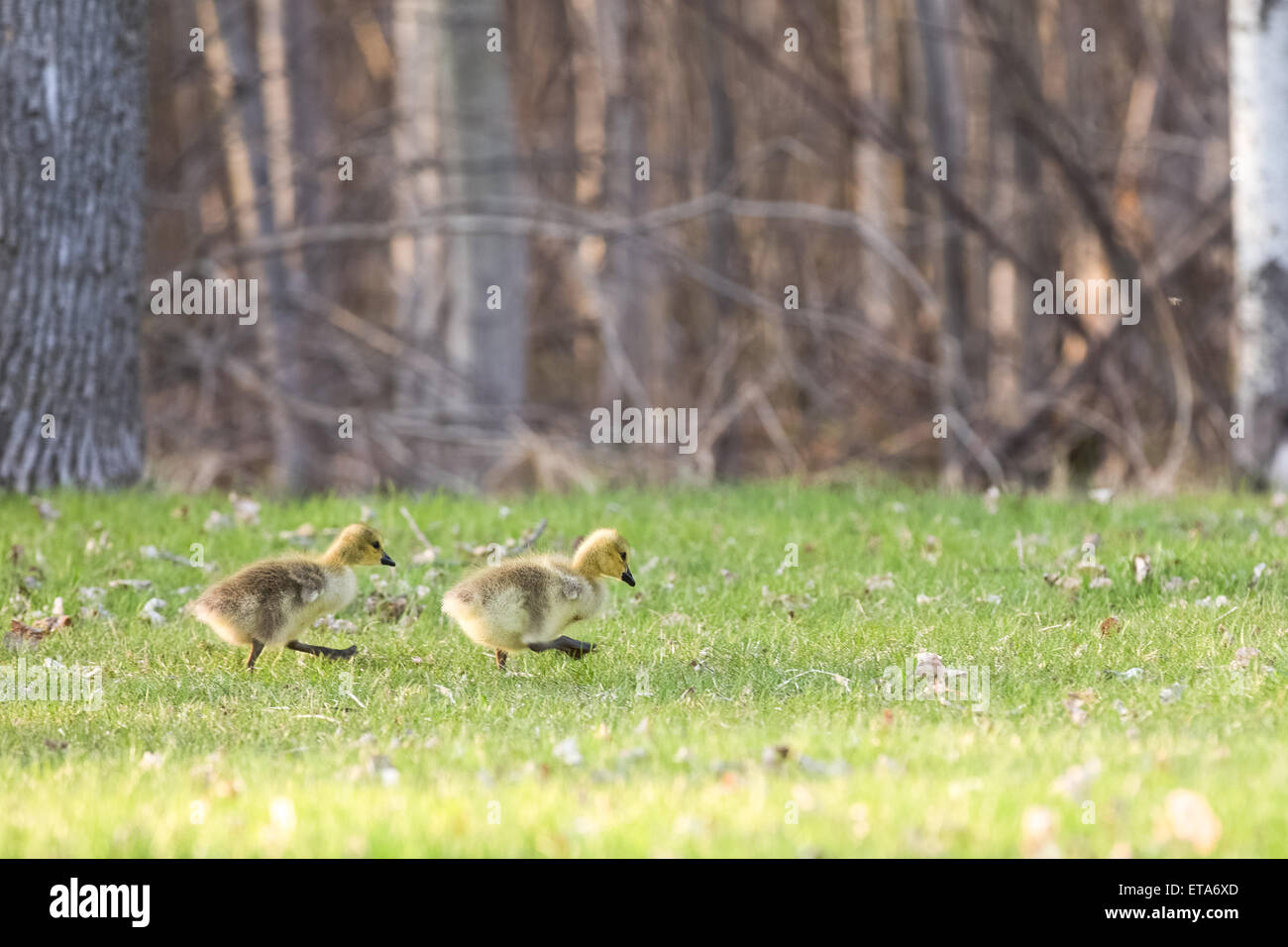 A pair of determined baby Canadian Geese (branta canadensis) walking ...