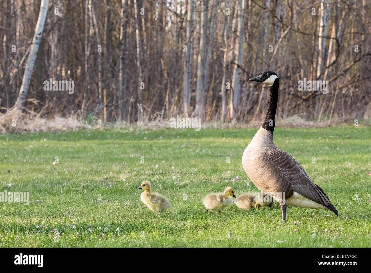 An adult Canadian Goose (branta canadensis) standing guard over her ...