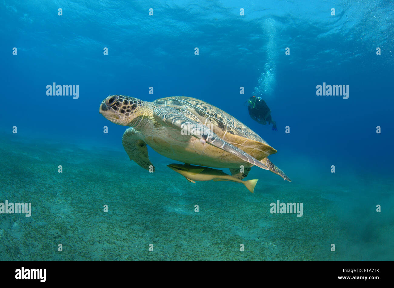 Diver swims next sea turtle hi-res stock photography and images - Alamy