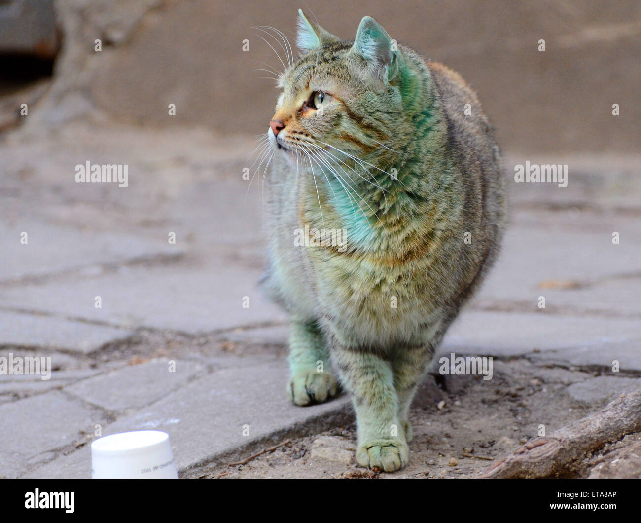 Bulgaria's famous green cat has managed to become partially cleaned by ...