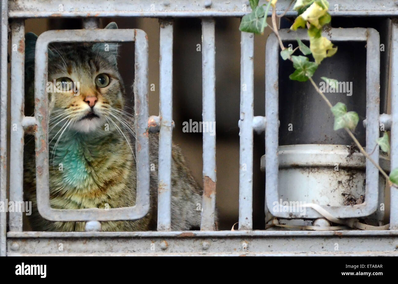 Bulgaria's famous green cat has managed to become partially cleaned by ...