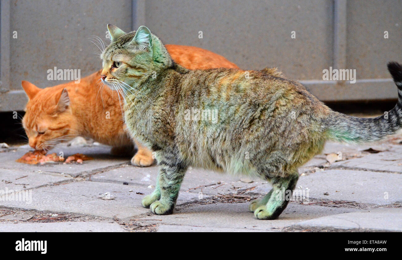 Bulgaria's famous green cat has managed to become partially cleaned by ...