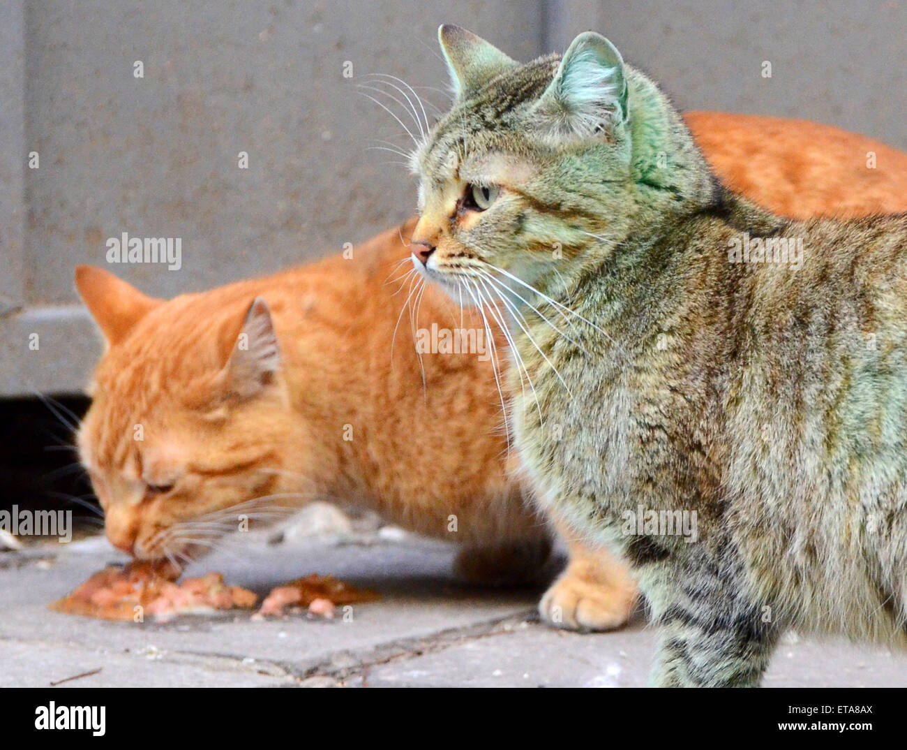 Bulgaria's famous green cat has managed to become partially cleaned by ...