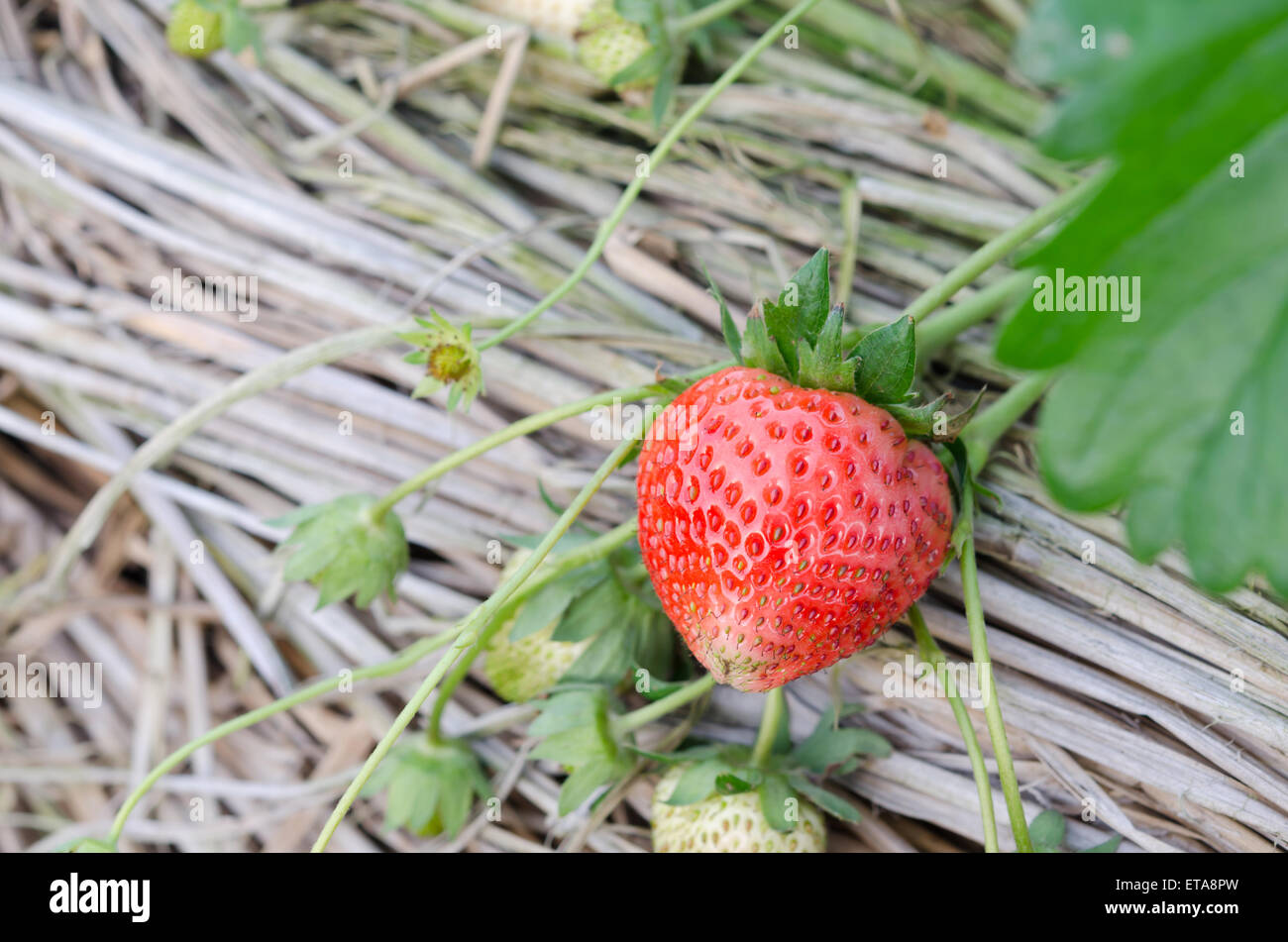 Strawberry plants already ripe to harvest Stock Photo - Alamy
