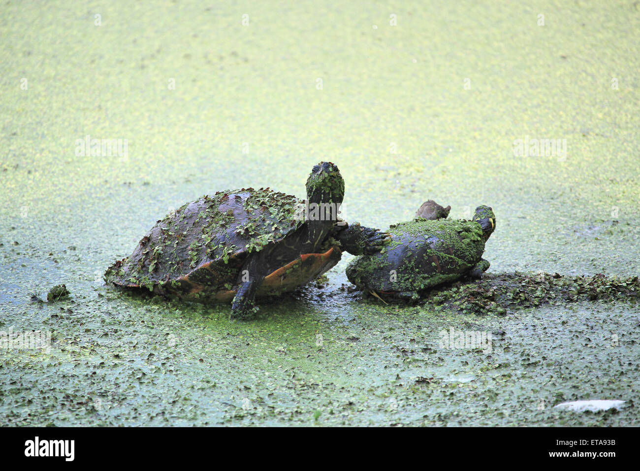 Smug turtle and his friend in the wild in Virginia Stock Photo - Alamy