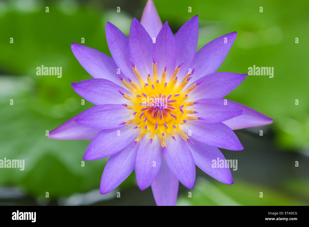 Close up asian lotus flower in water Stock Photo - Alamy