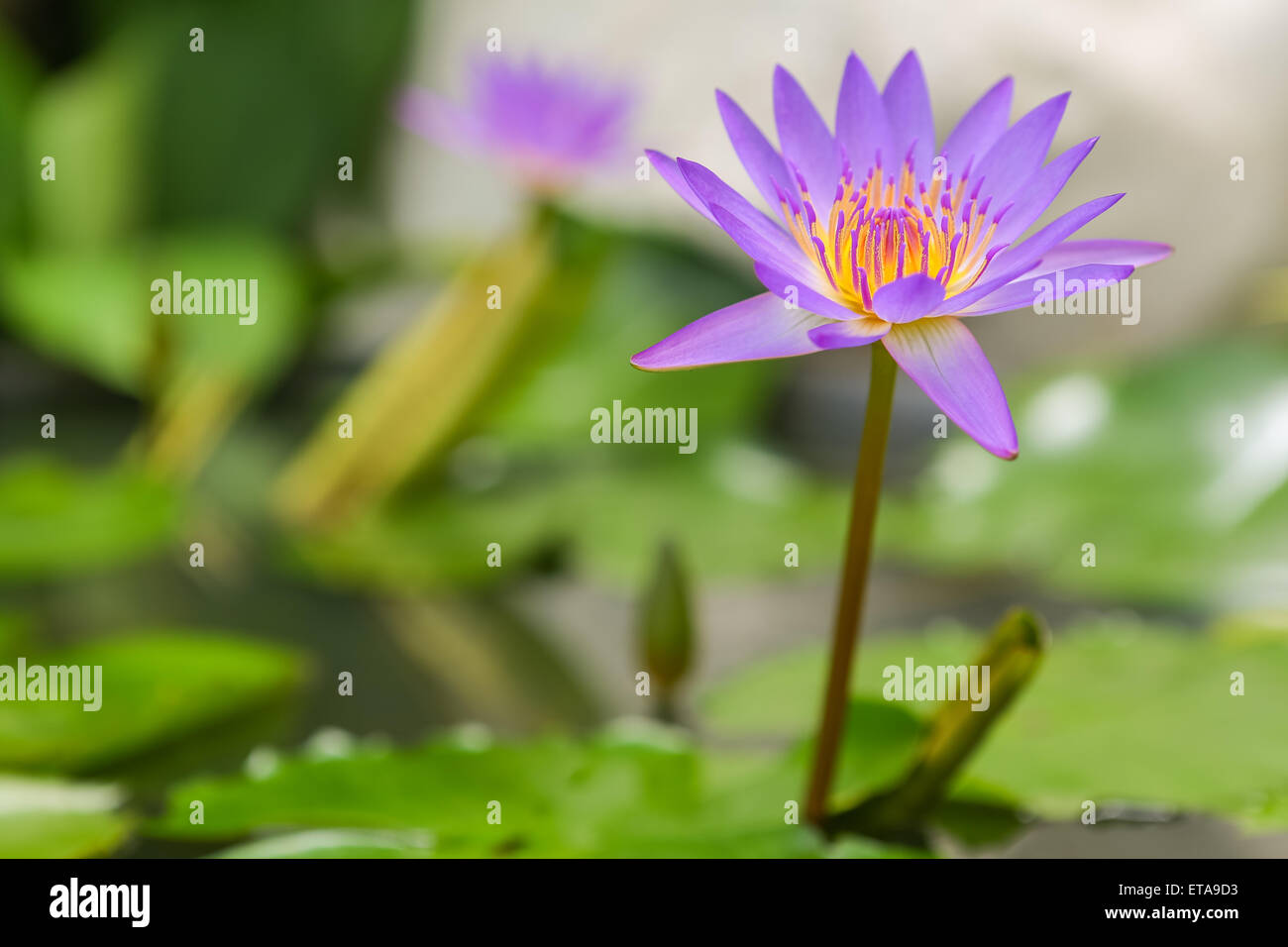 Close up asian lotus flower in water Stock Photo - Alamy