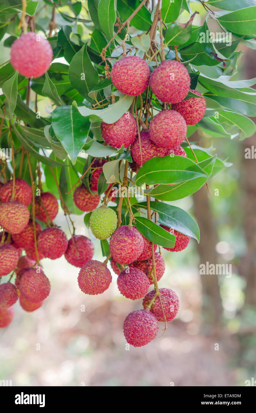 fresh lychee on tree in lychee orchard Stock Photo - Alamy