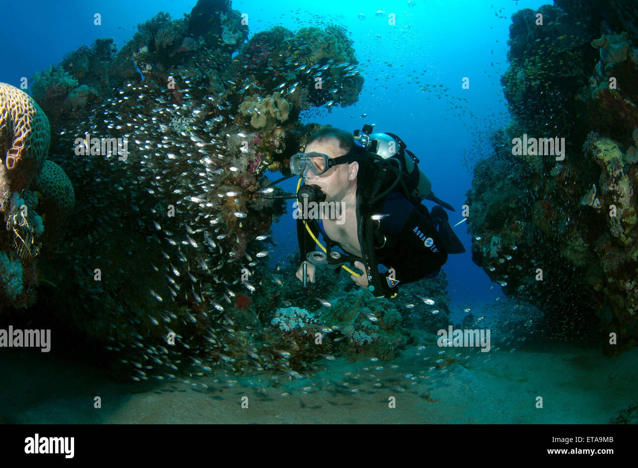 School of Silver Sweeper, Silver Glassy Sweepe, Glassfish, Pigmy ...