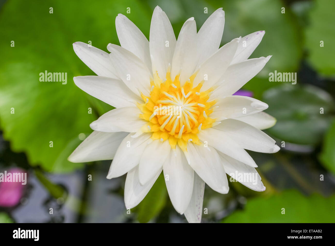 Close up asian lotus flower in water Stock Photo - Alamy