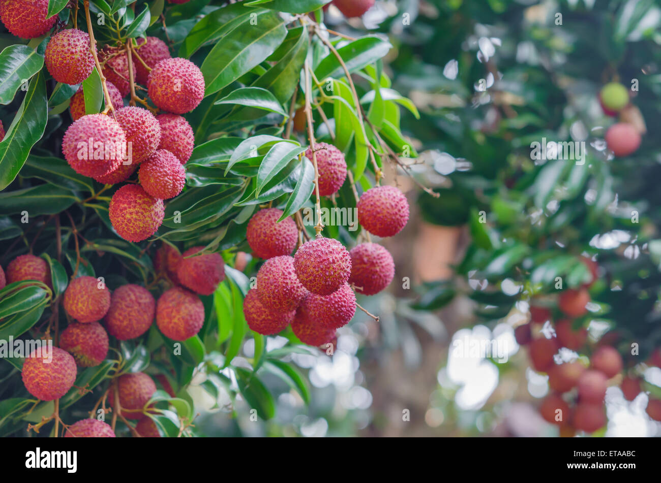 fresh lychee on tree in lychee orchard Stock Photo - Alamy