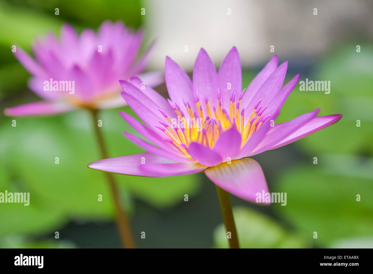 Close up asian lotus flower in water Stock Photo - Alamy