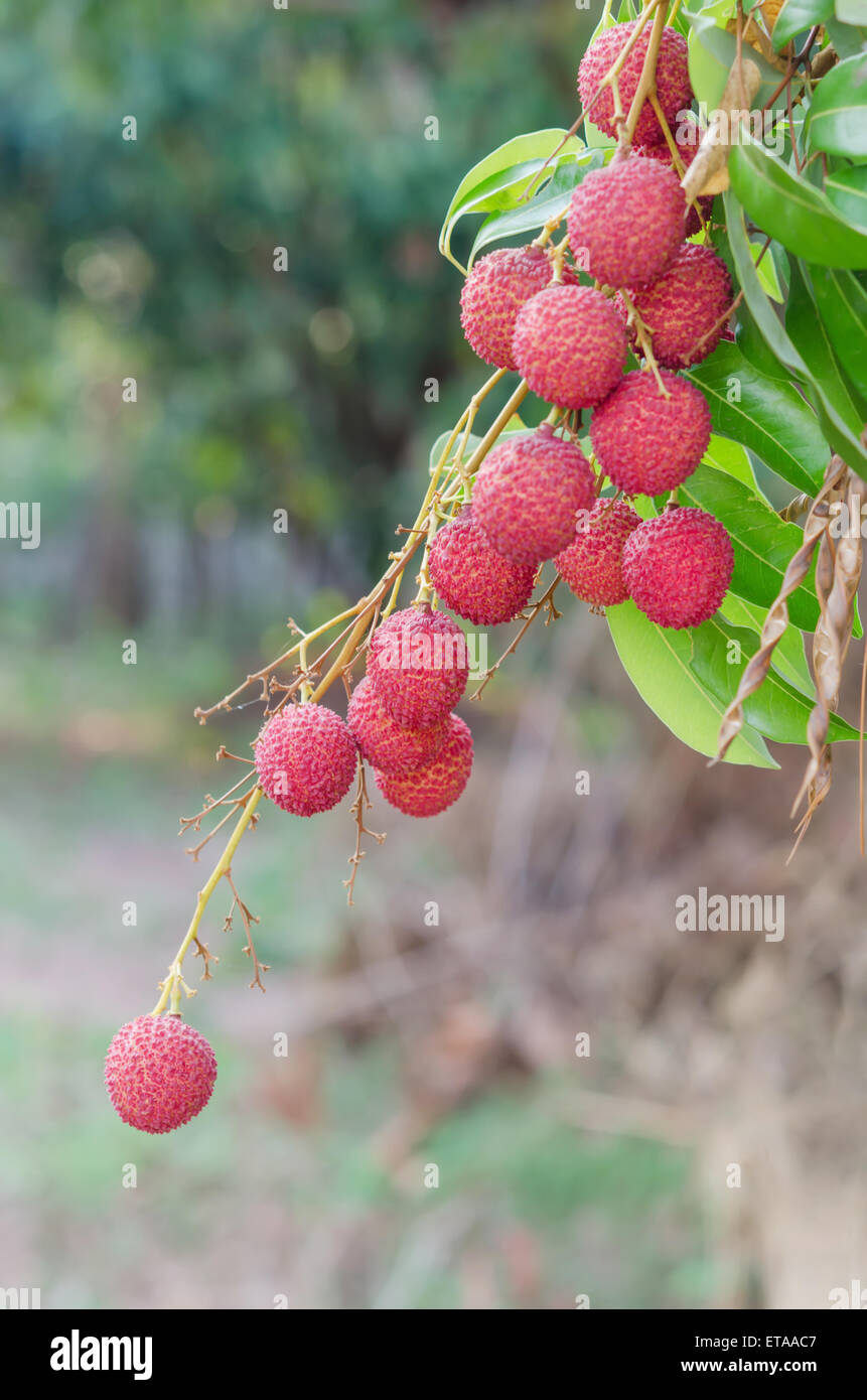 Asian lychee hi-res stock photography and images - Alamy