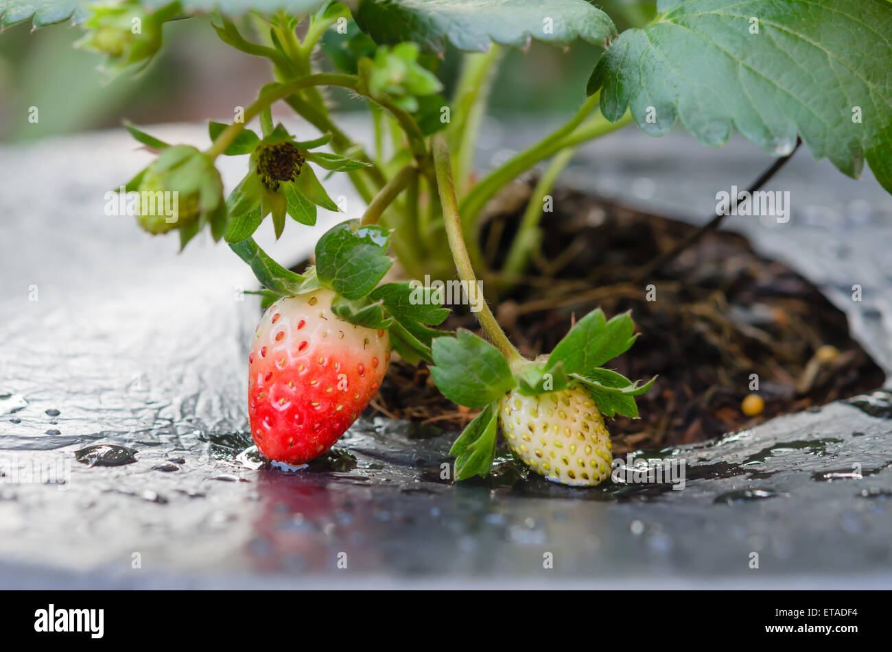fresh Strawberry plants already ripe to harvest Stock Photo - Alamy