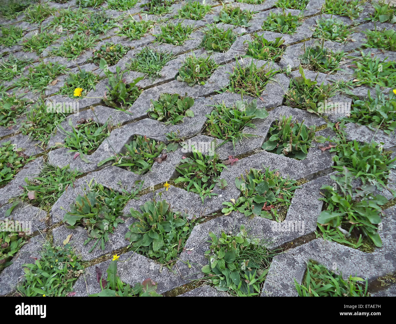 Concrete pavement grass Stock Photo - Alamy