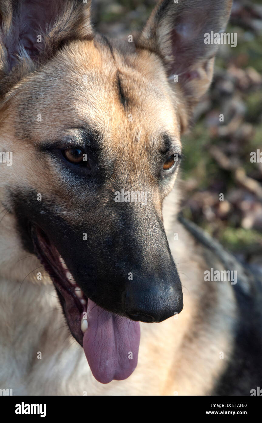 A portrait of an adult German Shepherd Stock Photo - Alamy