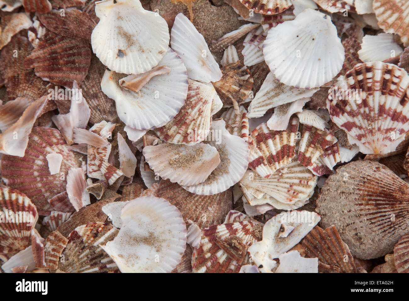 Sea shell pattern hi-res stock photography and images - Alamy