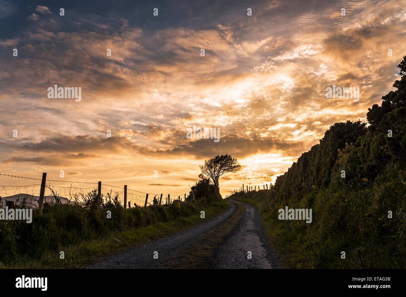 Irish country lane hi-res stock photography and images - Alamy