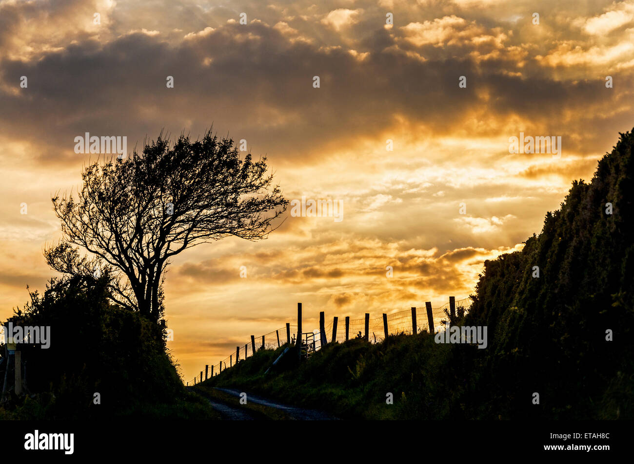 Rural country lane hi-res stock photography and images - Alamy