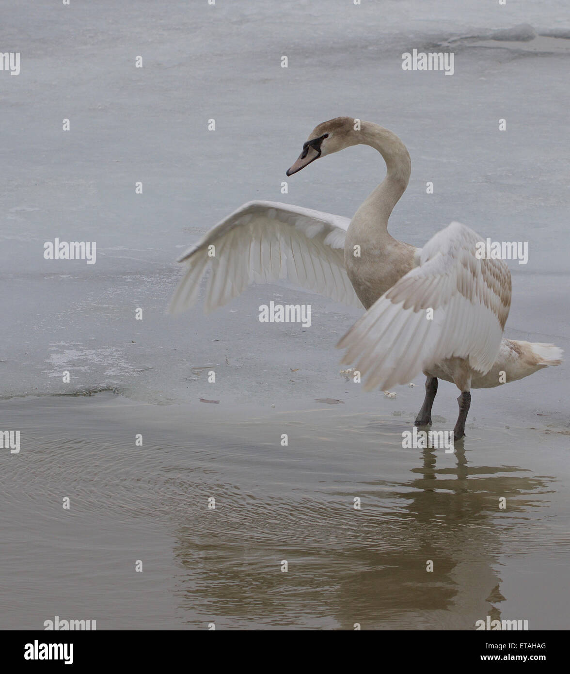 The swan's hug Stock Photo - Alamy