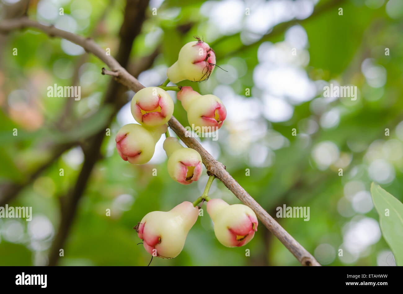 Red rose apples hi-res stock photography and images - Alamy
