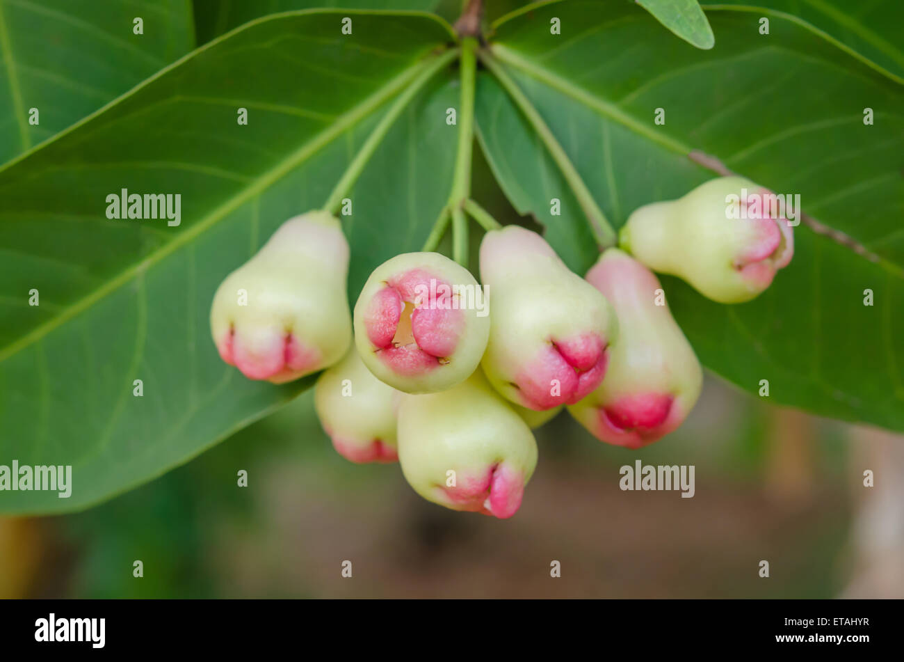 Rose apples hi-res stock photography and images - Alamy