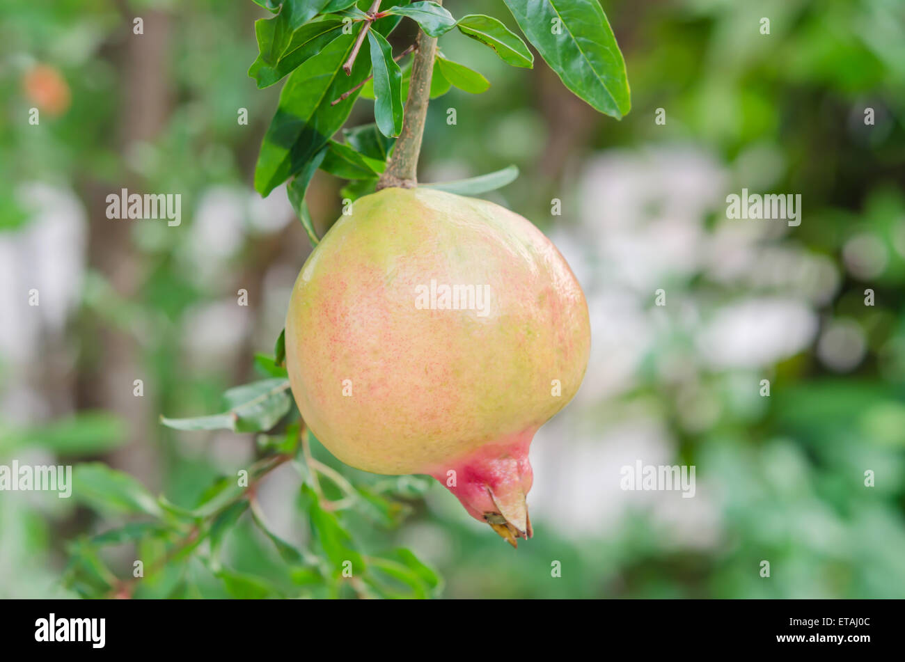 Pomegranate tree garden hi-res stock photography and images - Alamy
