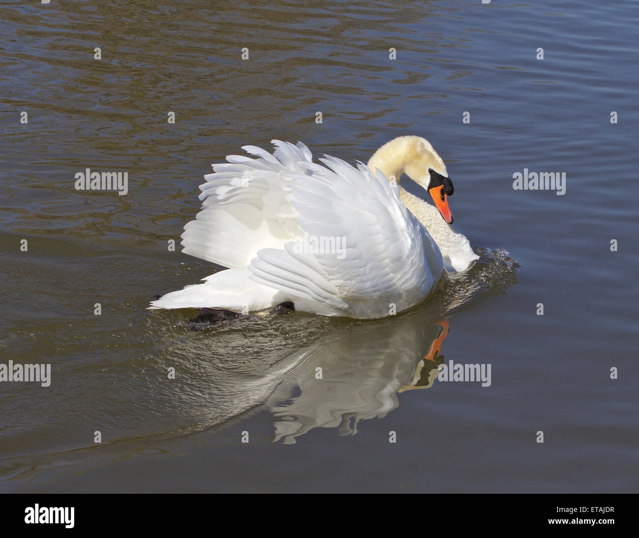 The warrior swan Stock Photo - Alamy