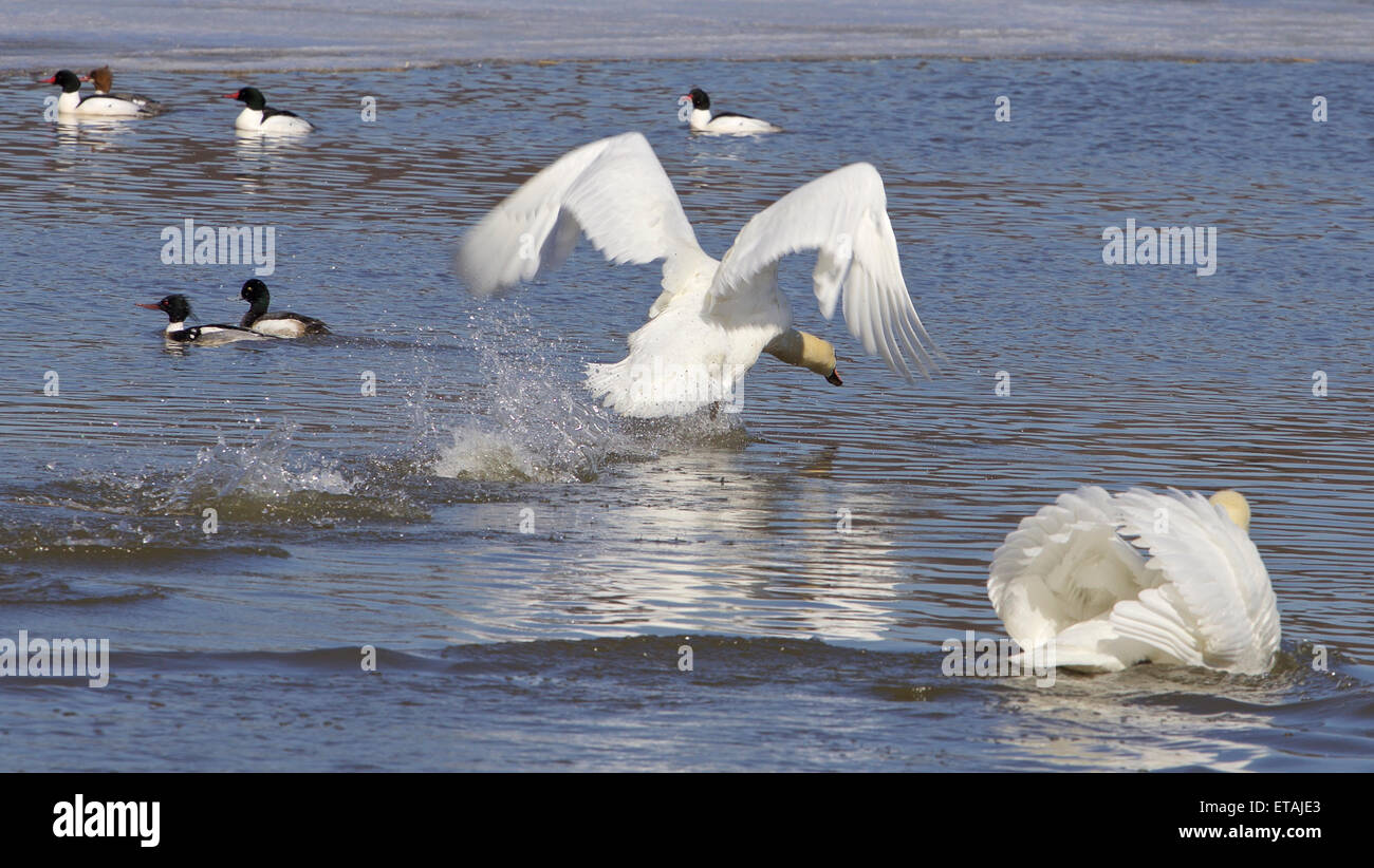 The swans attack Stock Photo - Alamy