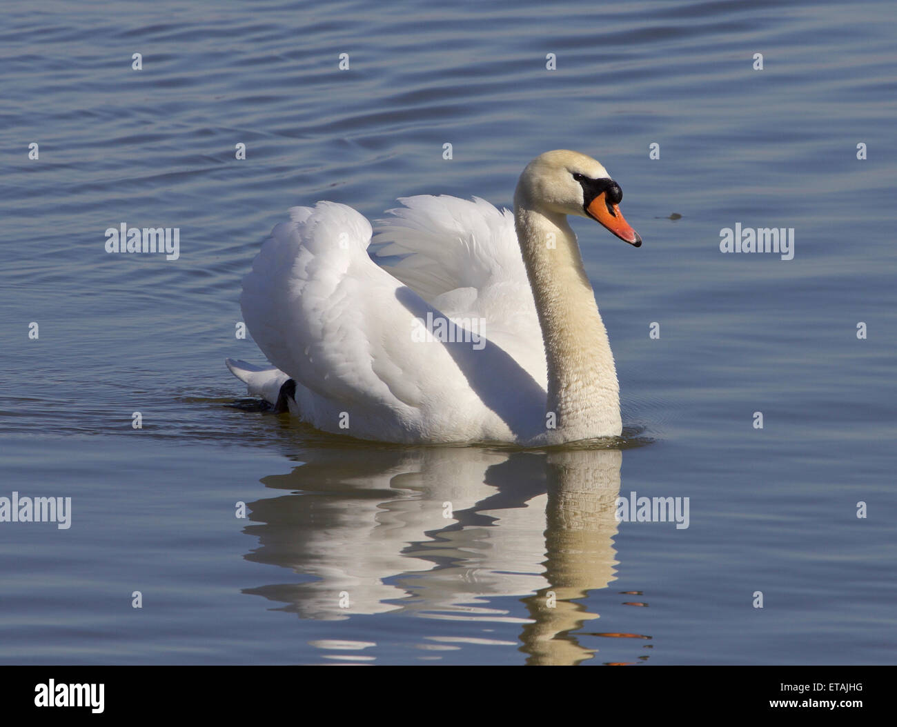 Confident birds hi-res stock photography and images - Alamy