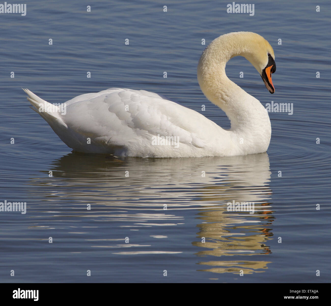Beautiful swan Stock Photo - Alamy
