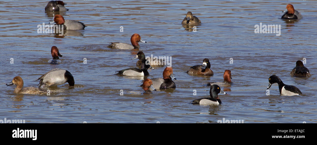 The ducks rush Stock Photo - Alamy