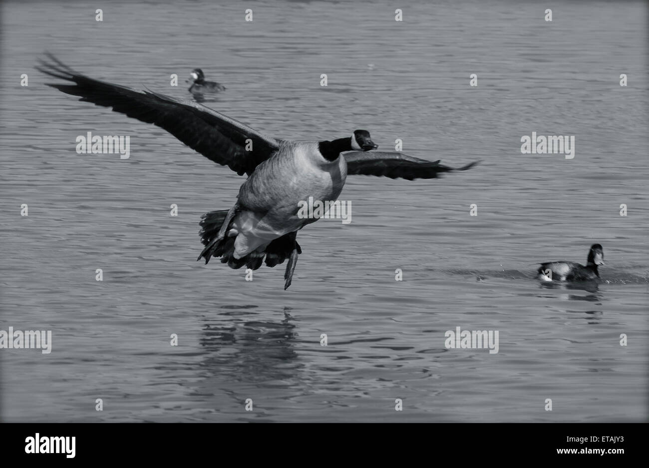 The goose is flying Stock Photo - Alamy