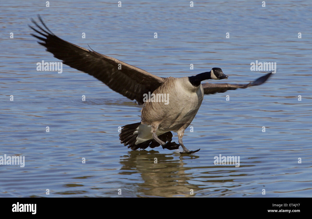 The landing cackling goose Stock Photo - Alamy