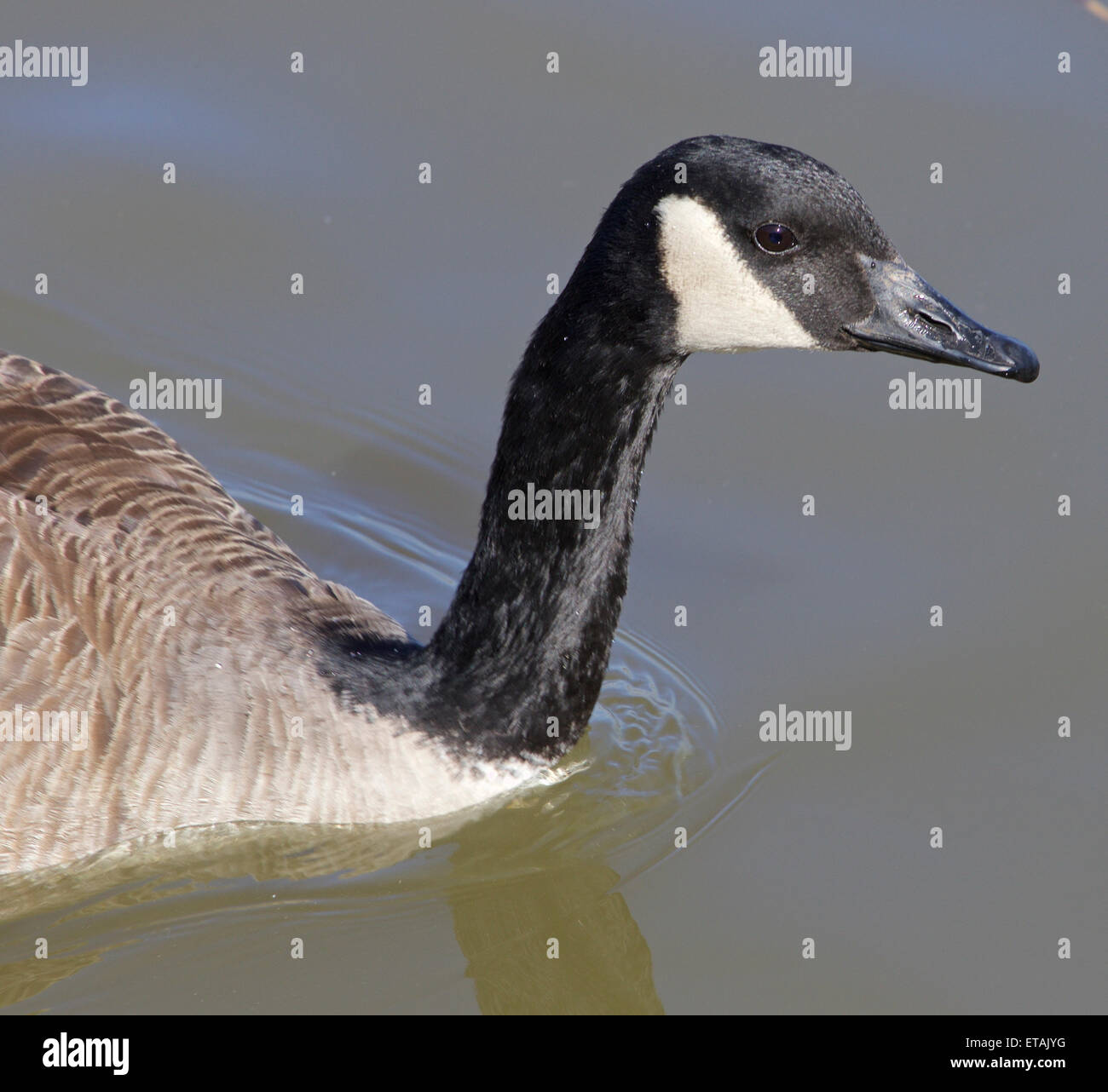 Cackling hi-res stock photography and images - Alamy