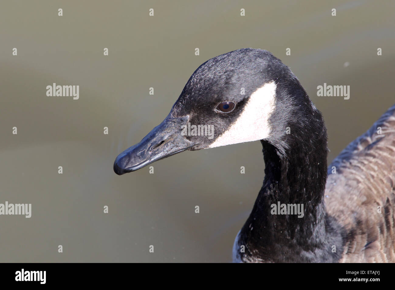 Cackling Goose High Resolution Stock Photography and Images - Alamy