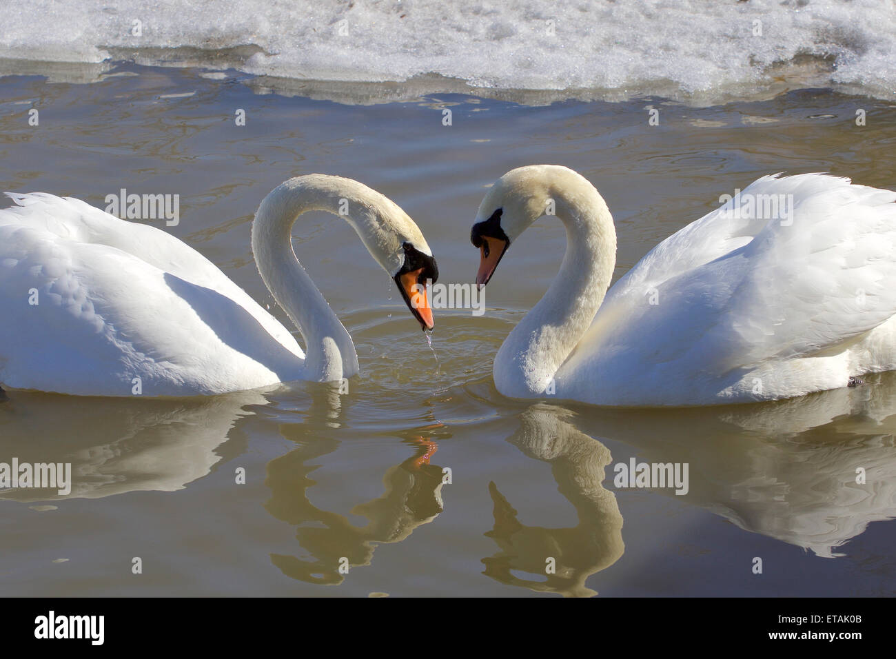 The mute swans in love. The heart shape Stock Photo - Alamy