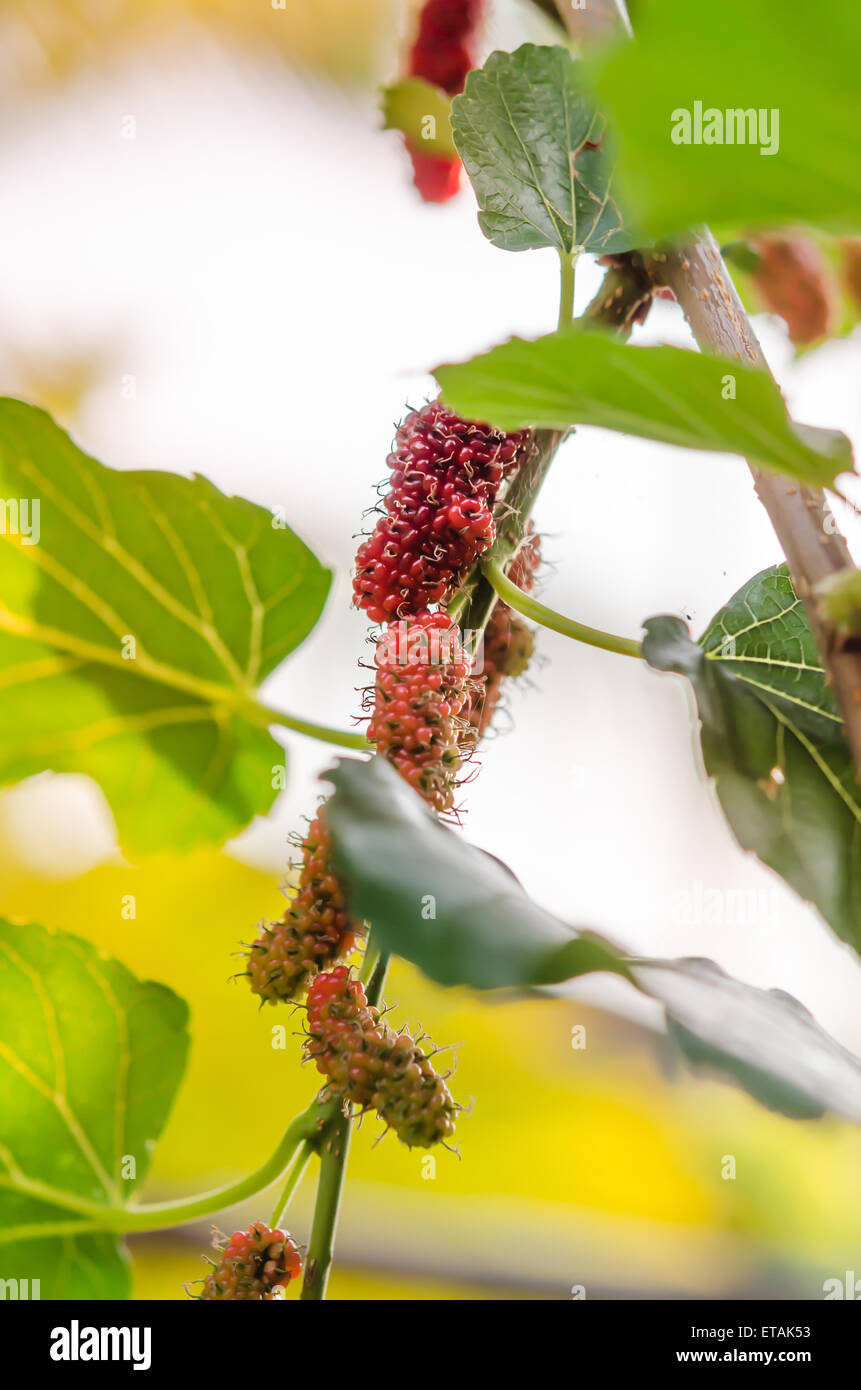 fresh mulberry fruits with leaves in garden Stock Photo - Alamy