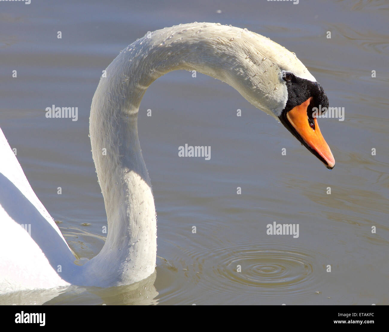 Beautiful neck of the swan Stock Photo - Alamy