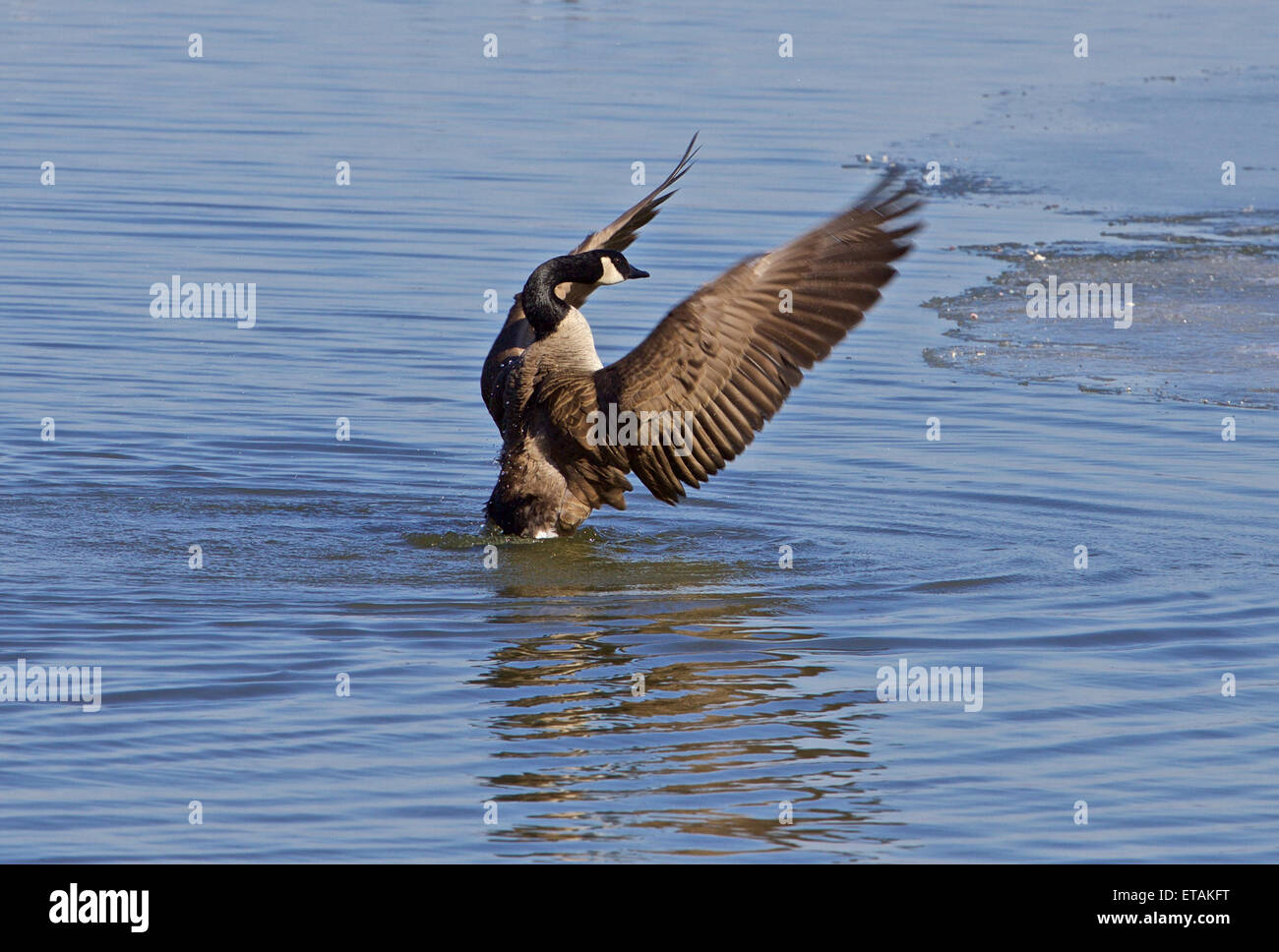 Power of a goose Stock Photo - Alamy