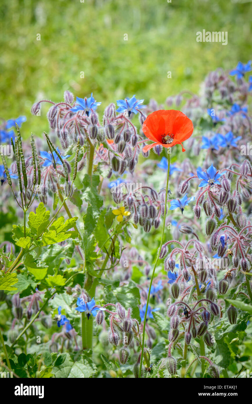 a poppy in the middle of a field of blue flowers Stock Photo - Alamy